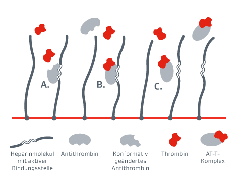 Technologie der CBAS®-Heparin-Oberfläche | Gore Medical EMEA